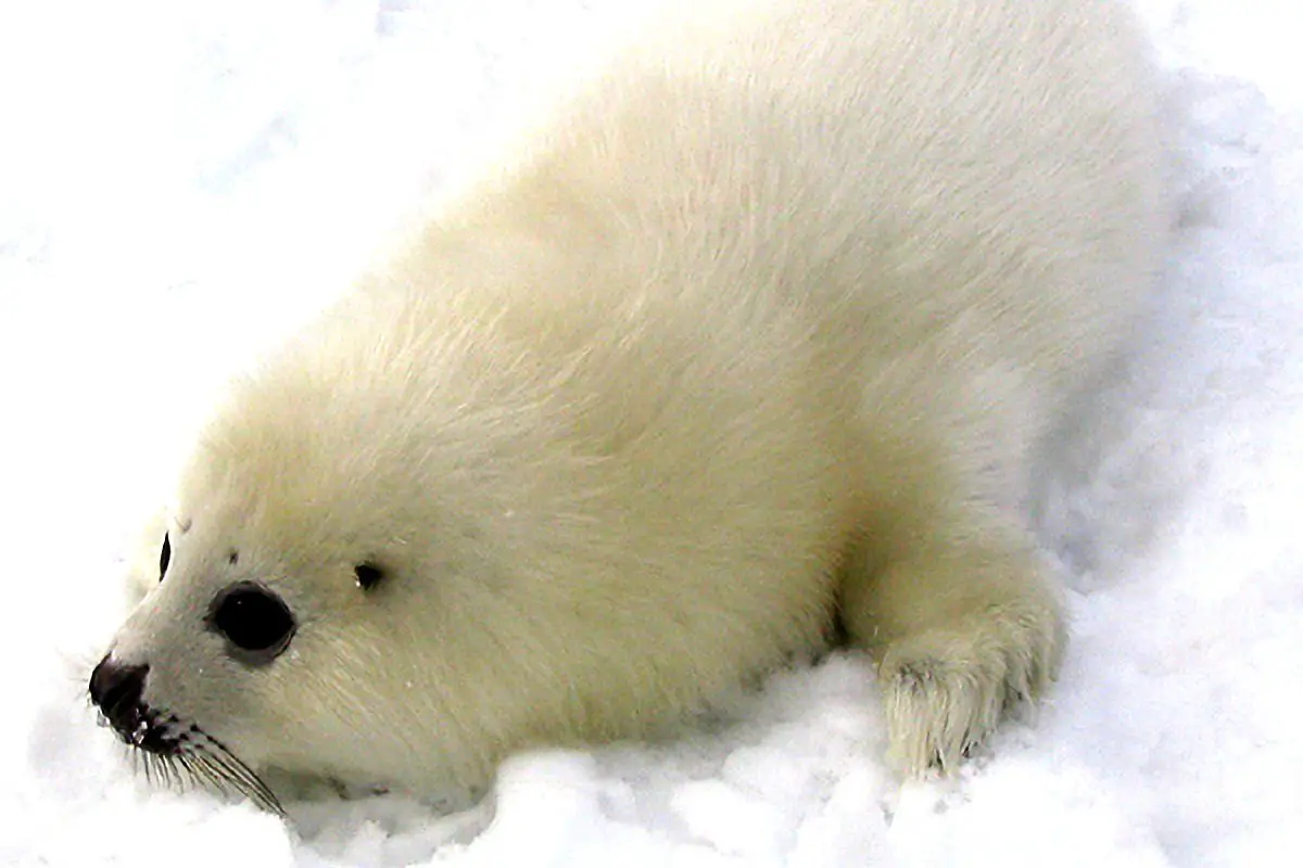 FOCA POLAR » Características, Hábitat, Alimento, Reproducción, Amenazas ...