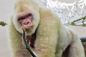 GORILA ALBINO » Características, hábitat, reproducción y amenazas ...