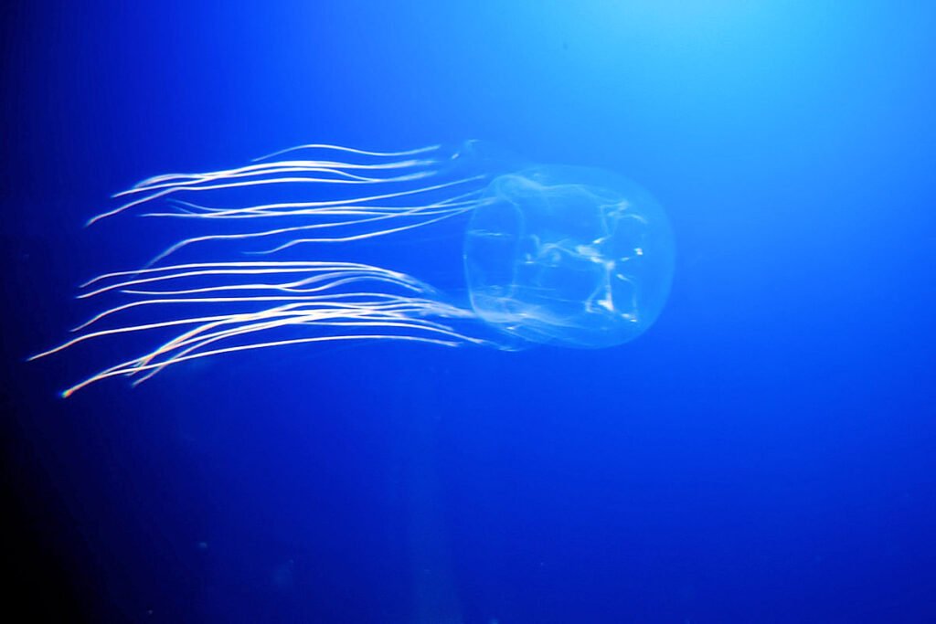 MEDUSA CARABELA PORTUGUESA » Características, Hábitat y Reproducción ...