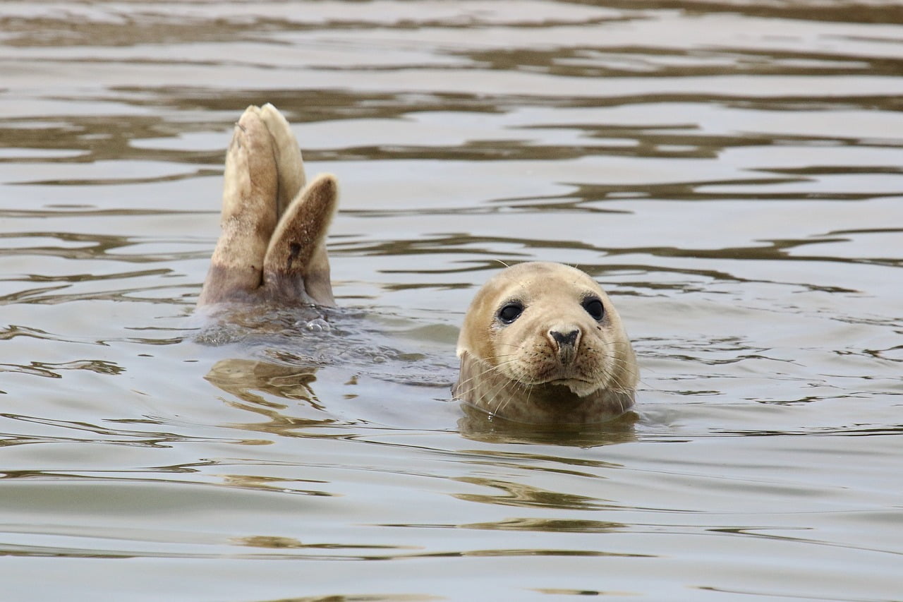 FOCA POLAR » Características, Hábitat, Alimento, Reproducción, Amenazas ...