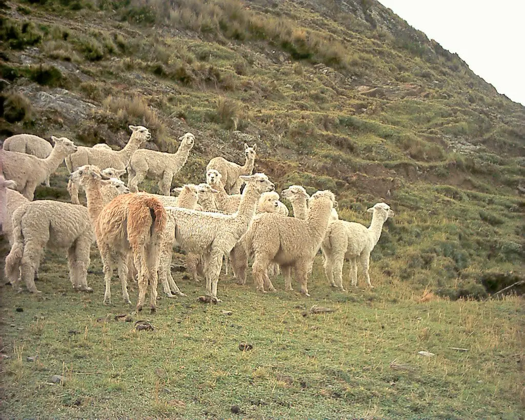 Las 8 regiones naturales del Perú - Cumbre Pueblos