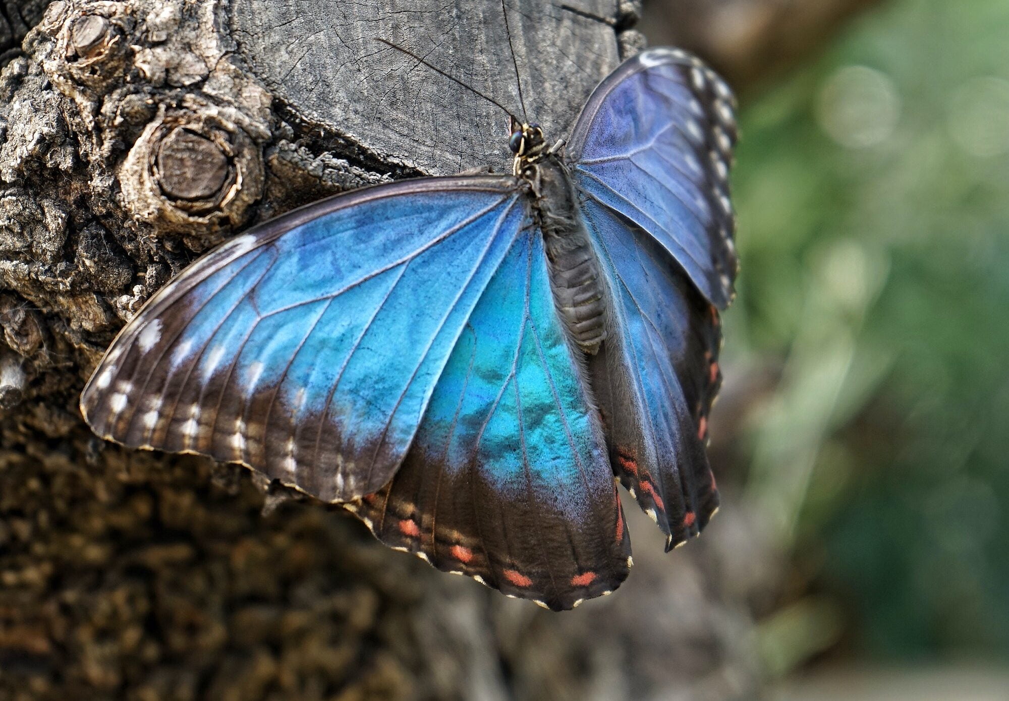 MARIPOSA MORPHO » Características, Alimentación, Hábitat y Reproducción ...