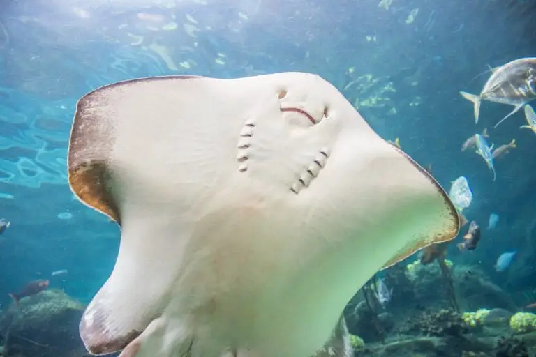 PEZ RAYA » Características, Alimentación, Reproducción - Cumbre Pueblos