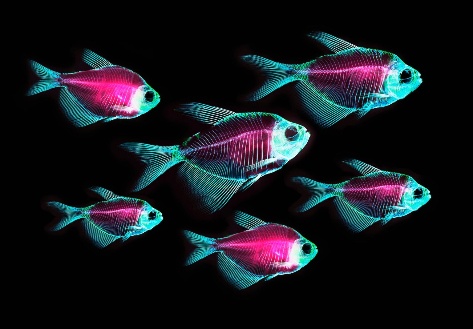 PECES » Características, Alimentación, Reproducción - Cumbre Pueblos