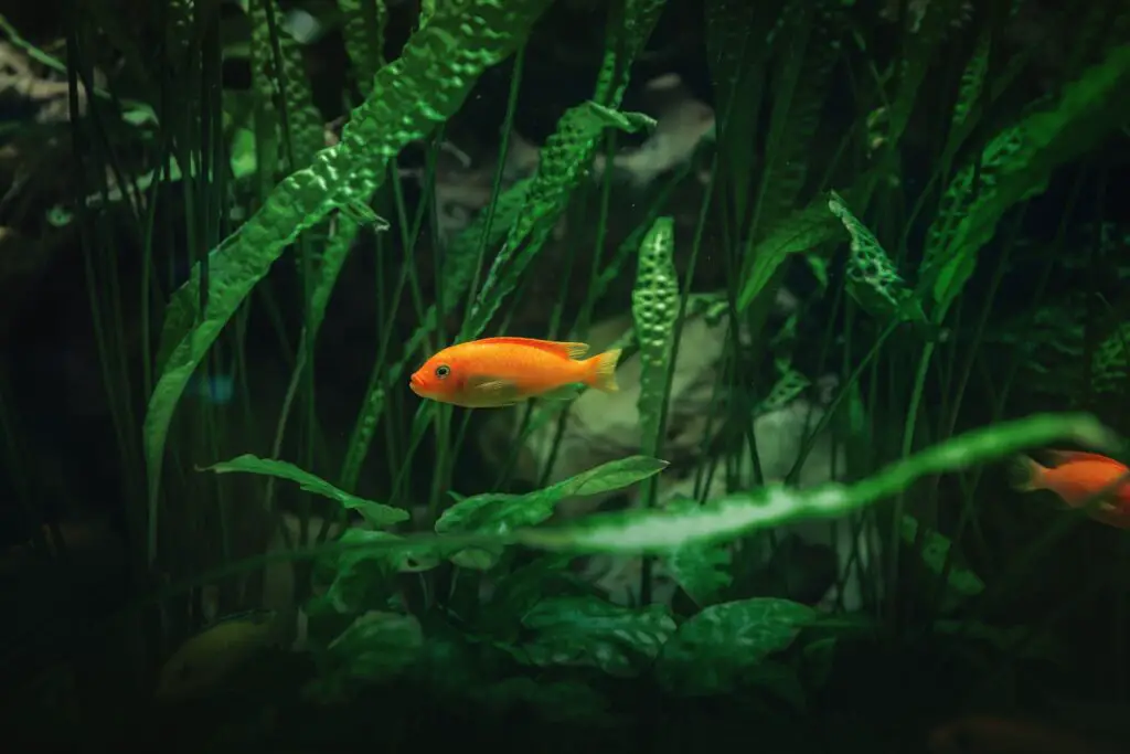 PEZ GUPPY » Características, Alimentación, Reproducción - Cumbre Pueblos