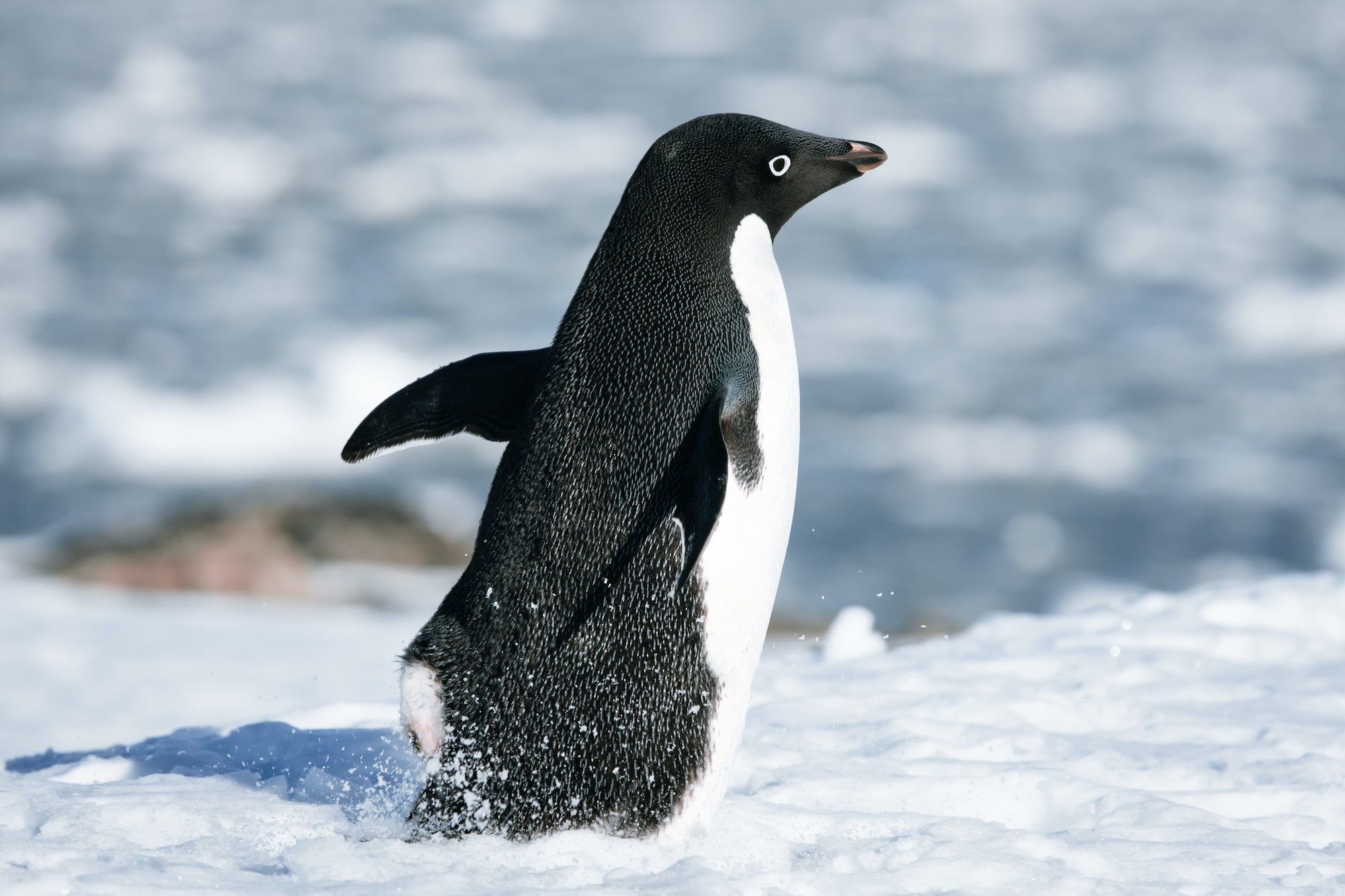 PINGÜINO » Características, Tipos, Datos curiosos - Cumbre Pueblos