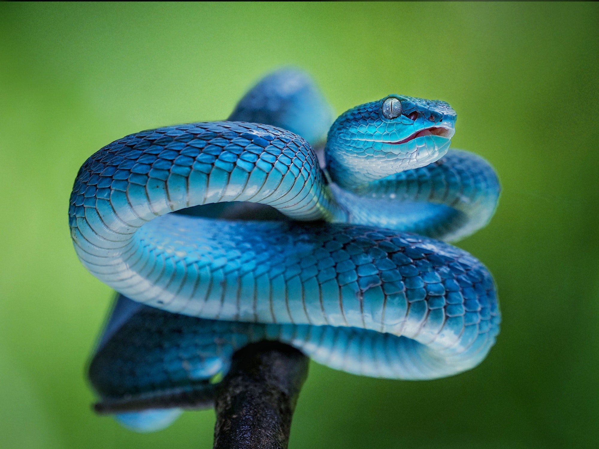 VÍBORA » Características, Hábitat, Alimentación - Cumbre Pueblos