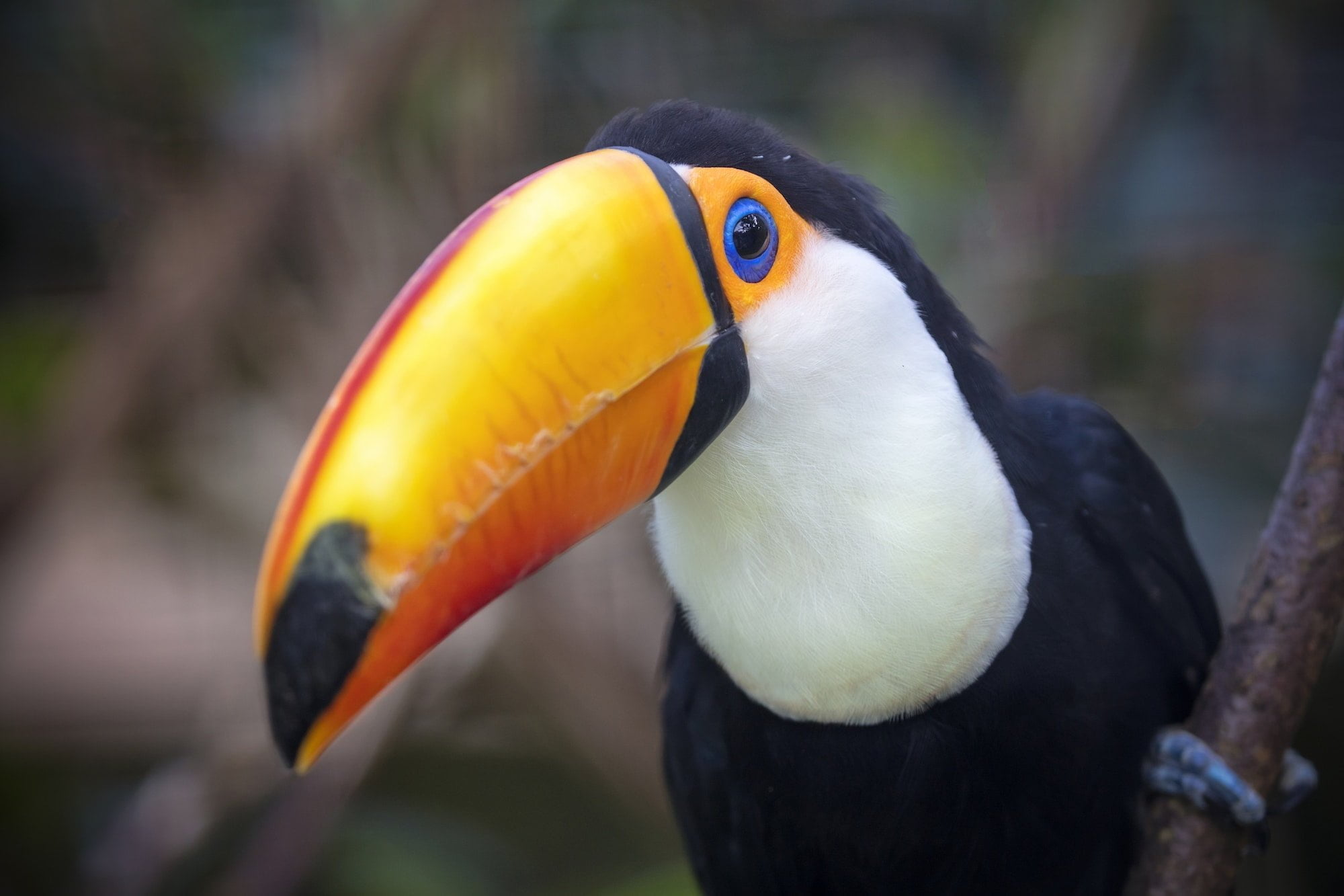 ANIMALES DEL BOSQUE » aprende todo lo que debes saber de ellos
