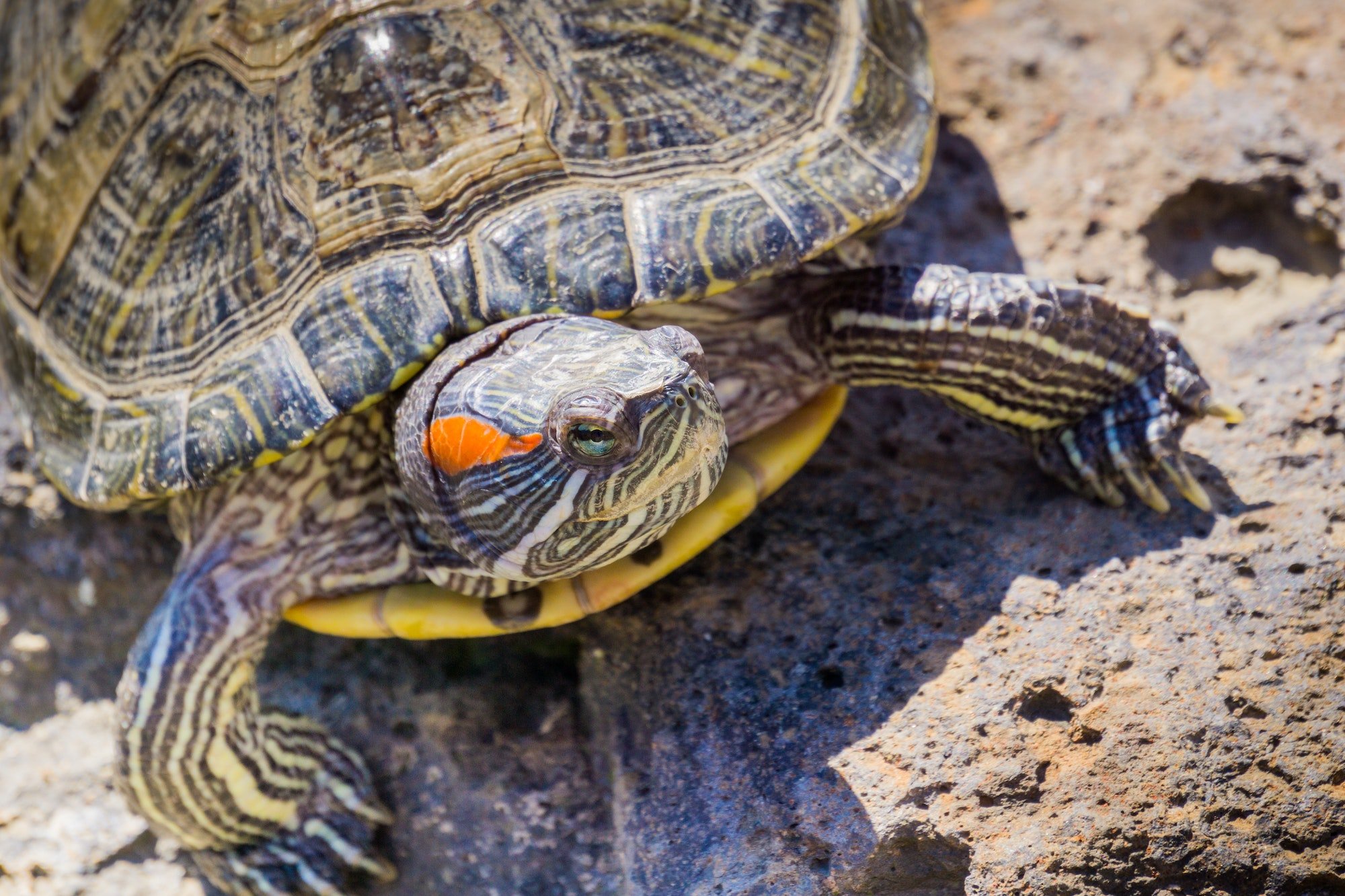 TORTUGA DE FLORIDA » Características, Alimentación, Cuidados - Cumbre ...