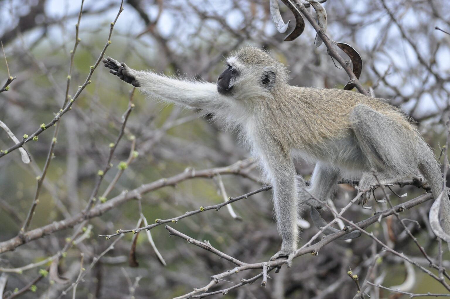 MONO DE VERVET » Características, Hábitat, Alimentos, Reproducción ...