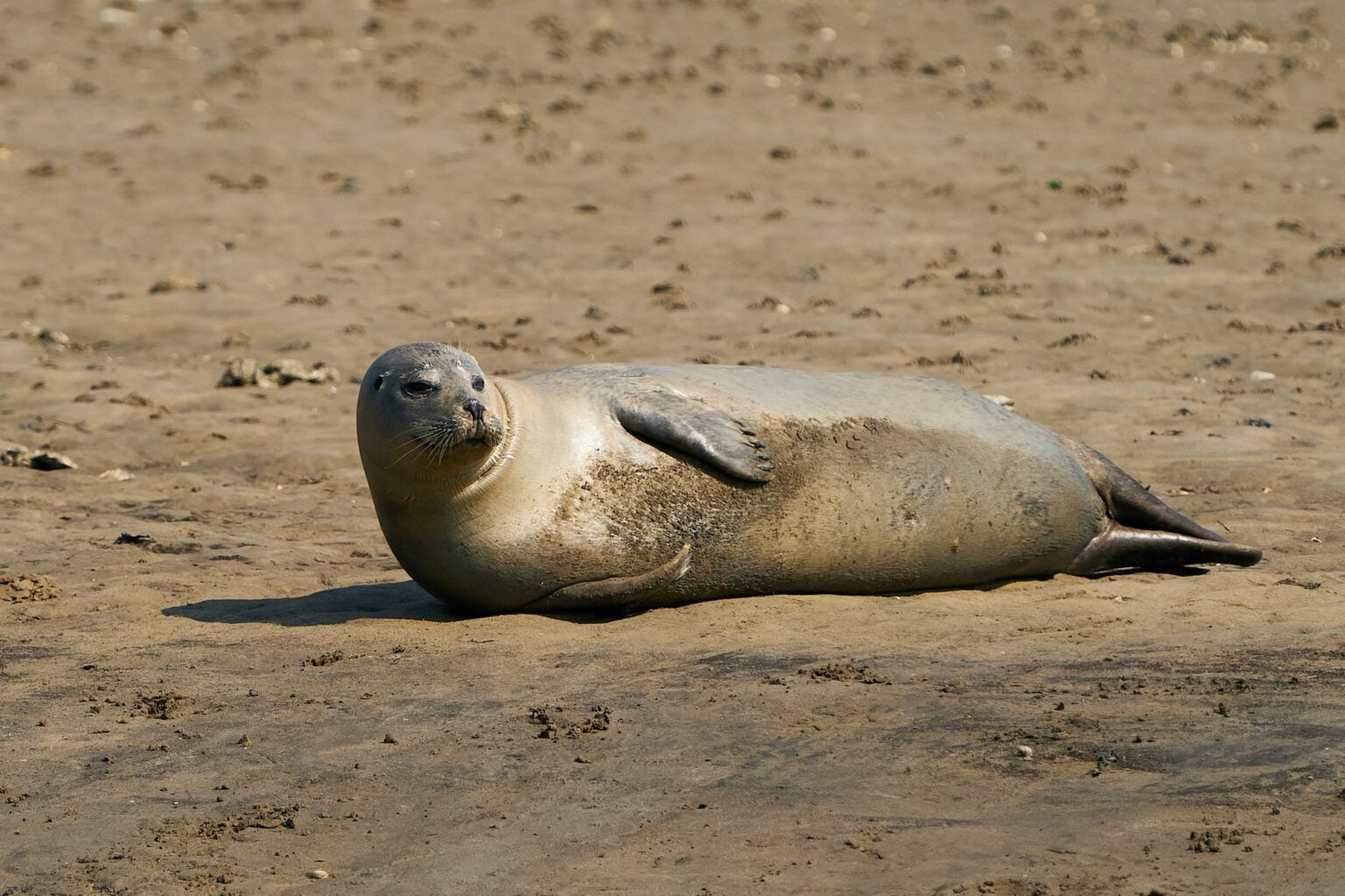 FOCA » Características, Reproducción y Peligro de Extinción - Cumbre ...