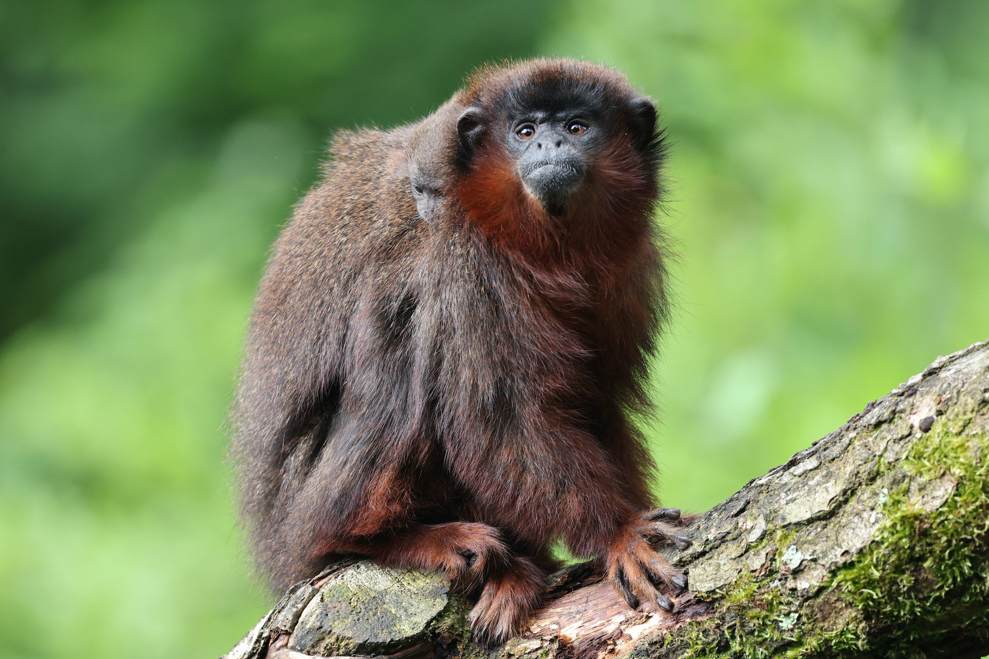MONO TITÍ » Características, Hábitat, Alimentos, Reproducción, Tipo De Mono - Cumbre Pueblos