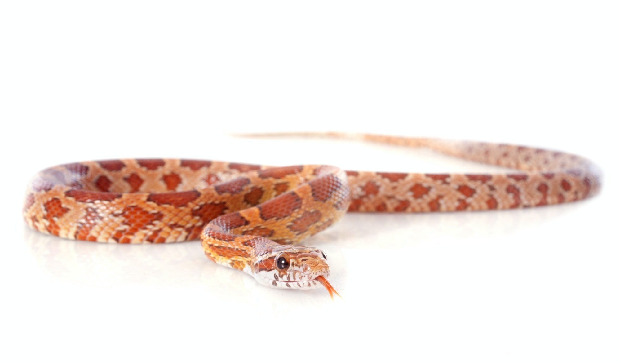 SERPIENTE » Características, Alimentación, Reproducción, Especies ...