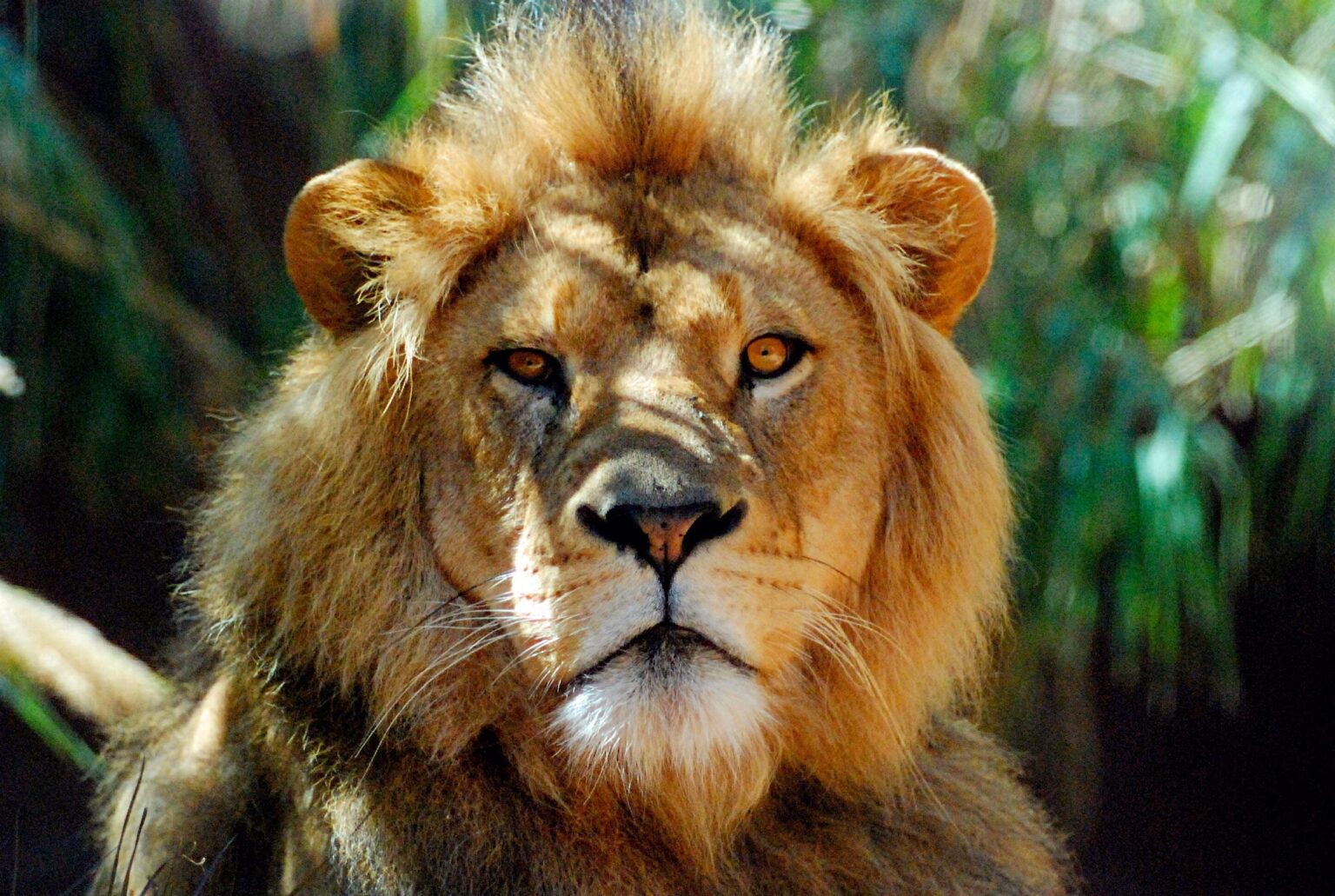 ANIMALES CARNÍVOROS » Ejemplos, Lista y Características