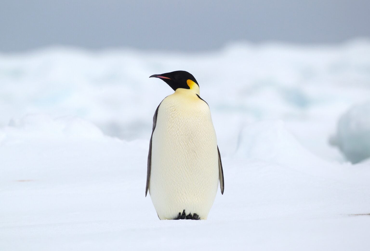 PingÜino Emperador Características Alimentación Reproducción