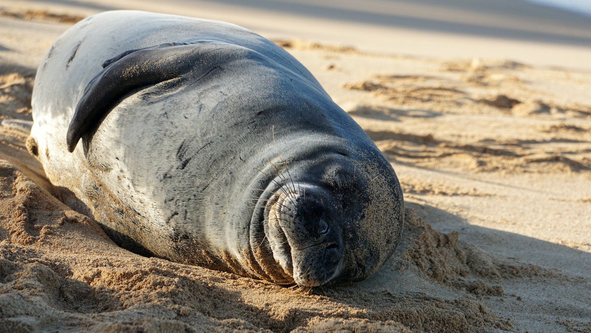 FOCA MONJE » Características, Hábitat, Que Come, Amenazas, Peligro de ...