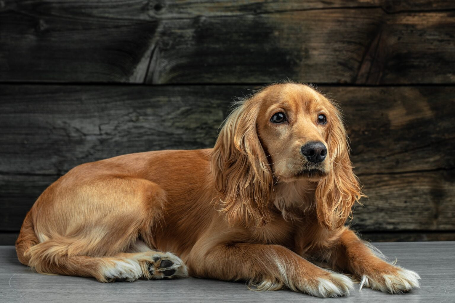 COCKER SPANIEL » Características, Cuidados, Salud - Cumbre Pueblos