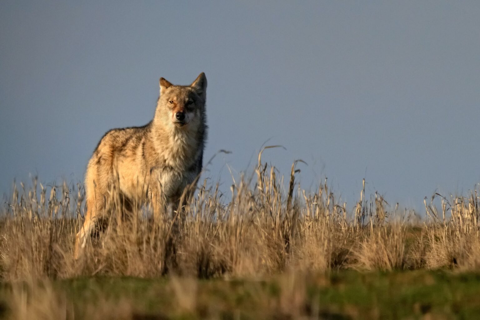 LOBO GRIS » Características, hábitat, alimentación, reproducción y ...