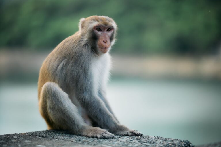 MONO RHESUS » Características, Hábitat, Alimentos, Reproducción, Tipos ...
