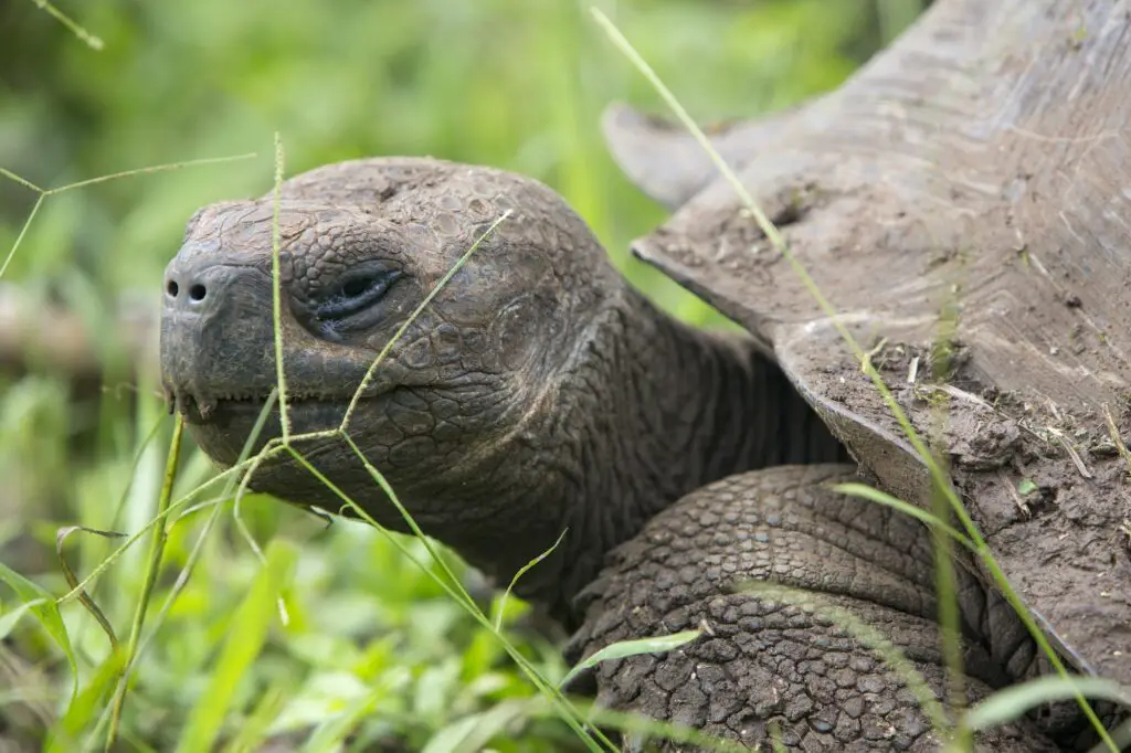 TORTUGA GALÁPAGOS Características, Comportamiento, Hábitat - Cumbre Pueblos