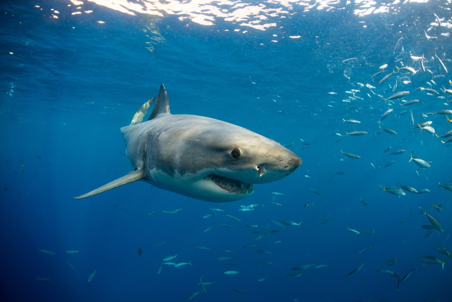 TAXONOMÍA DE LOS TIBURONES » Descripción completa - Cumbre Pueblos