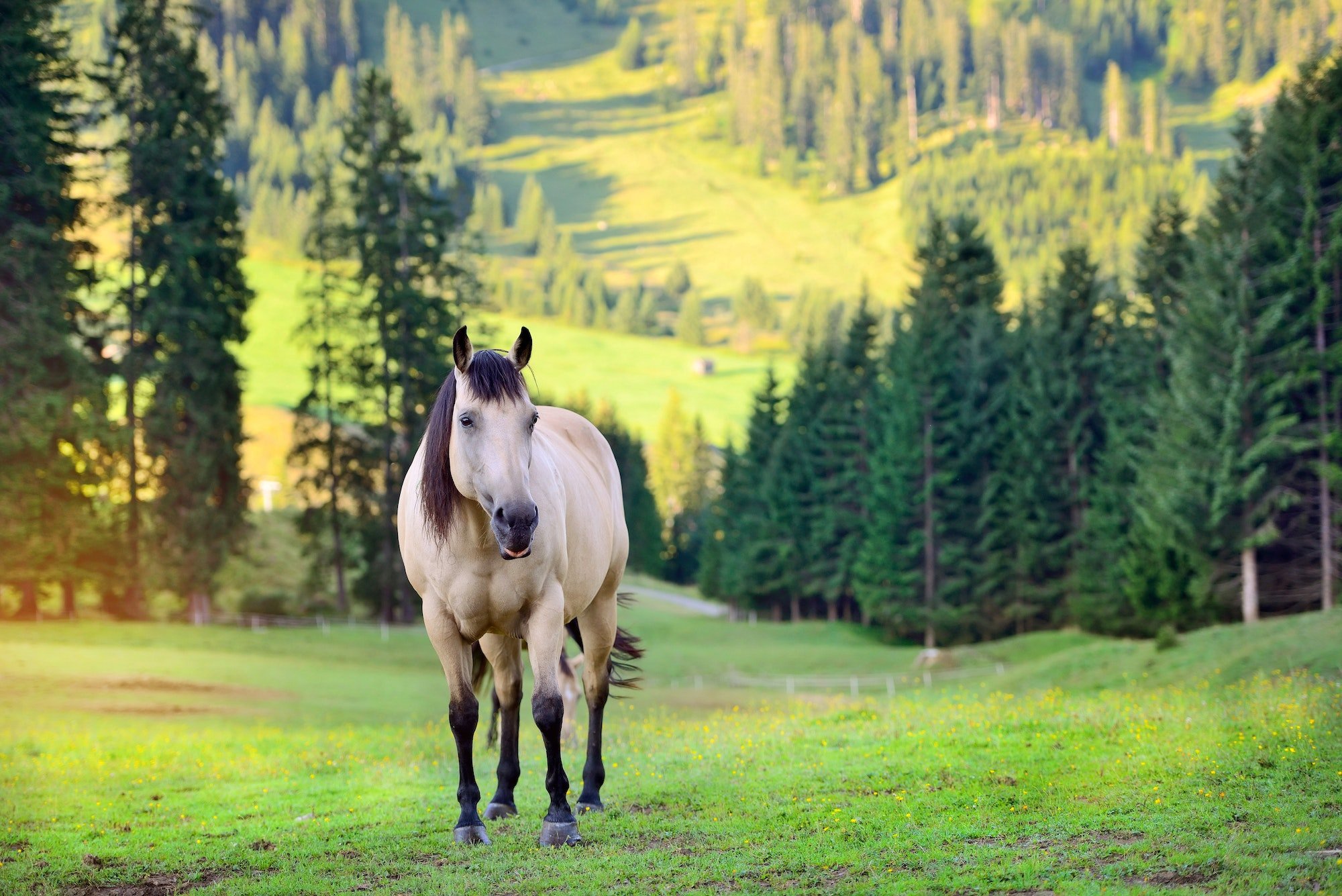 TAXONOMÍA DE LOS CABALLOS » Descripción completa - Cumbre Pueblos