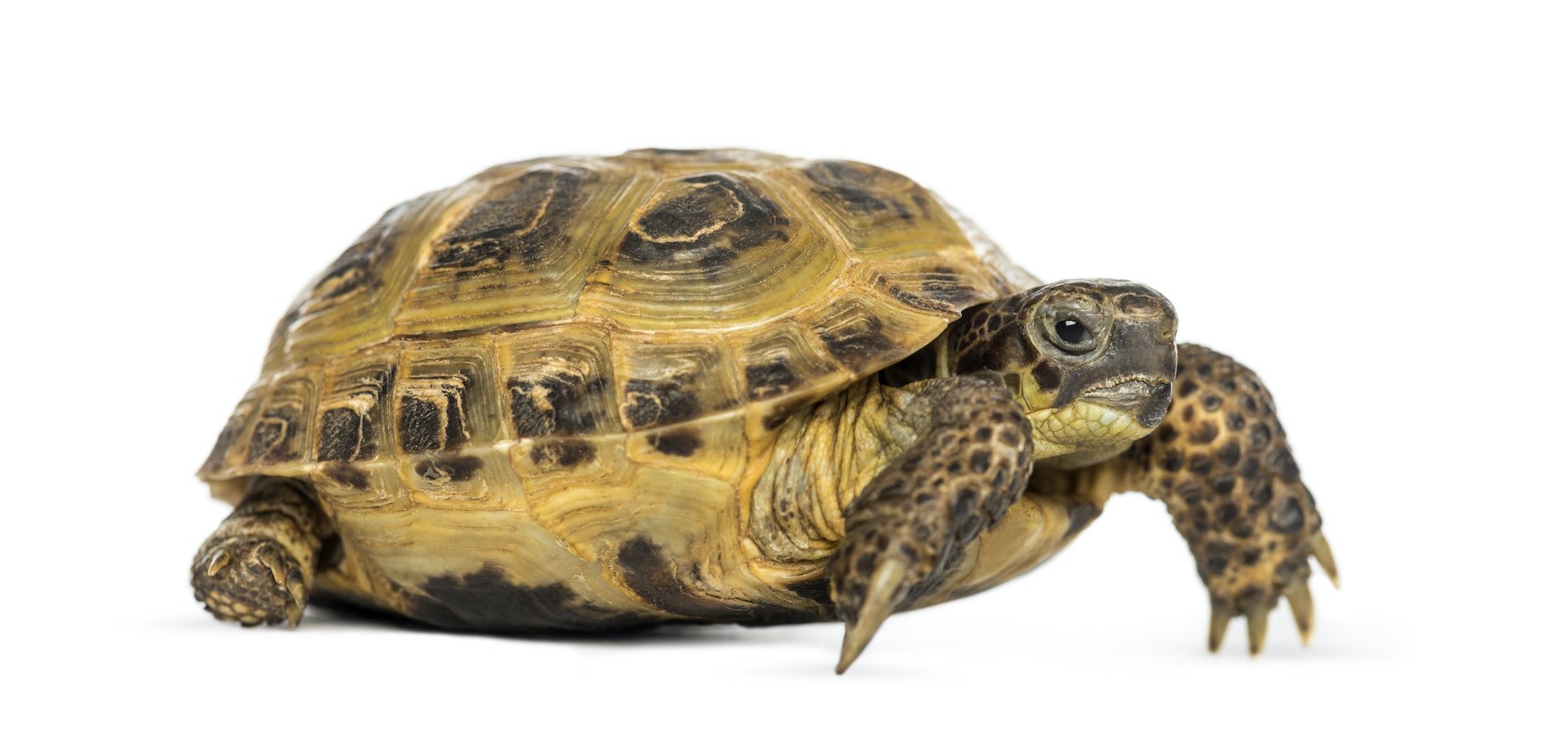 TORTUGA RUSA » Características, Hábitat, Alimentación - Cumbre Pueblos
