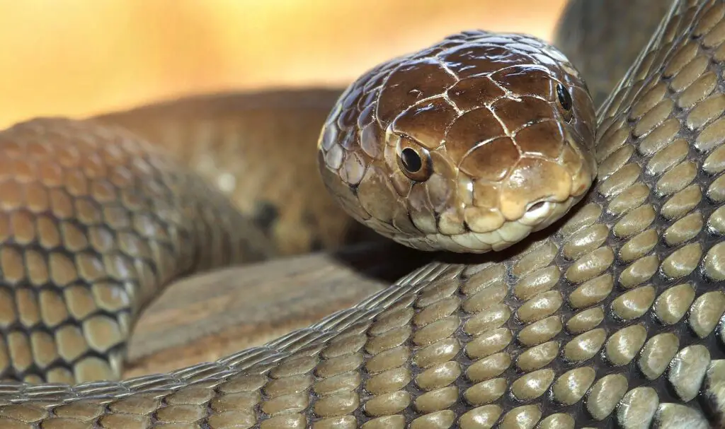 SERPIENTE CASCABEL » Características, Alimentación, Reproducción ...