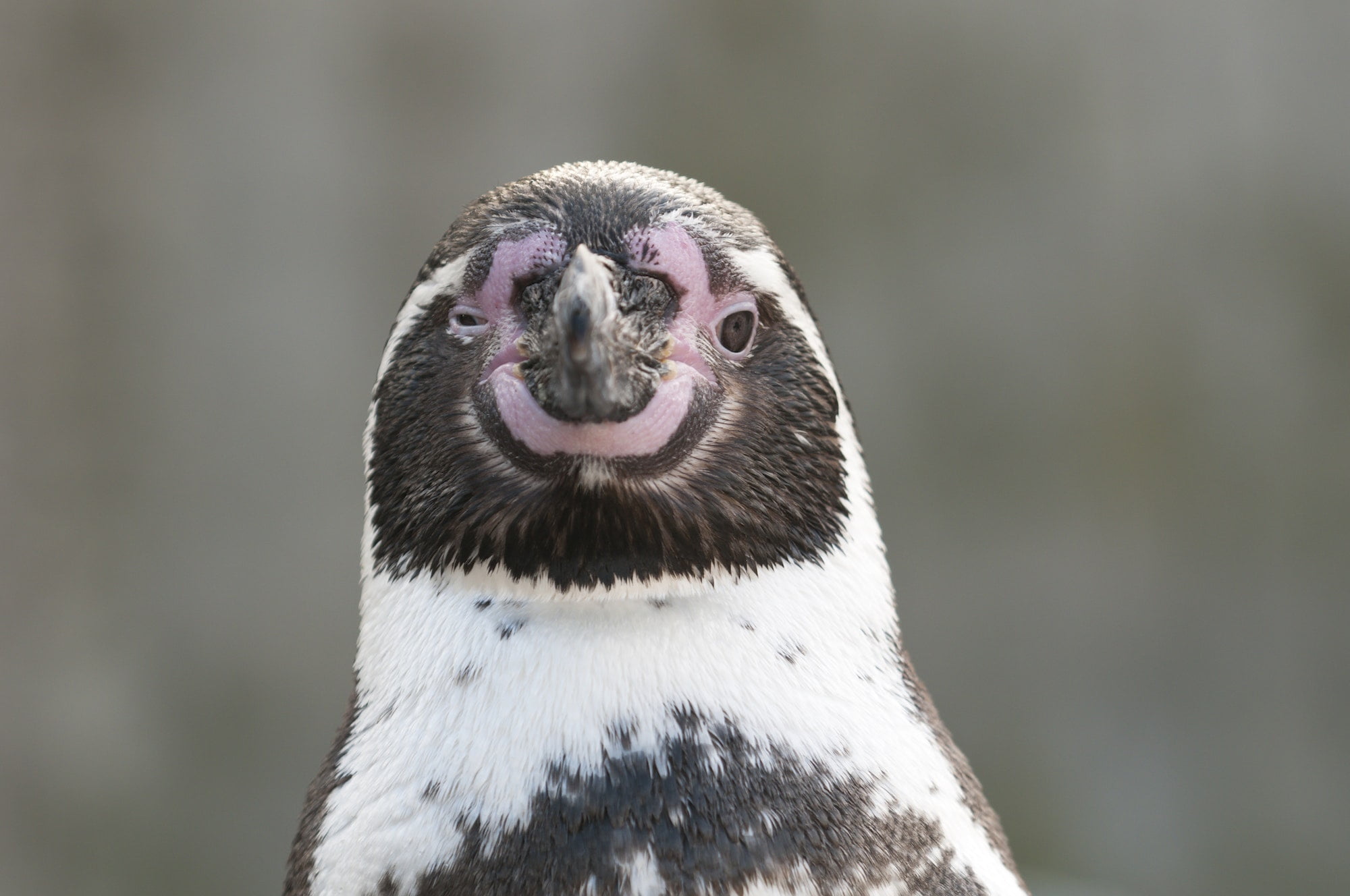 PingÜino De Magallanes Cómo Es Qué Come Cómo Se Reproduce Cumbre