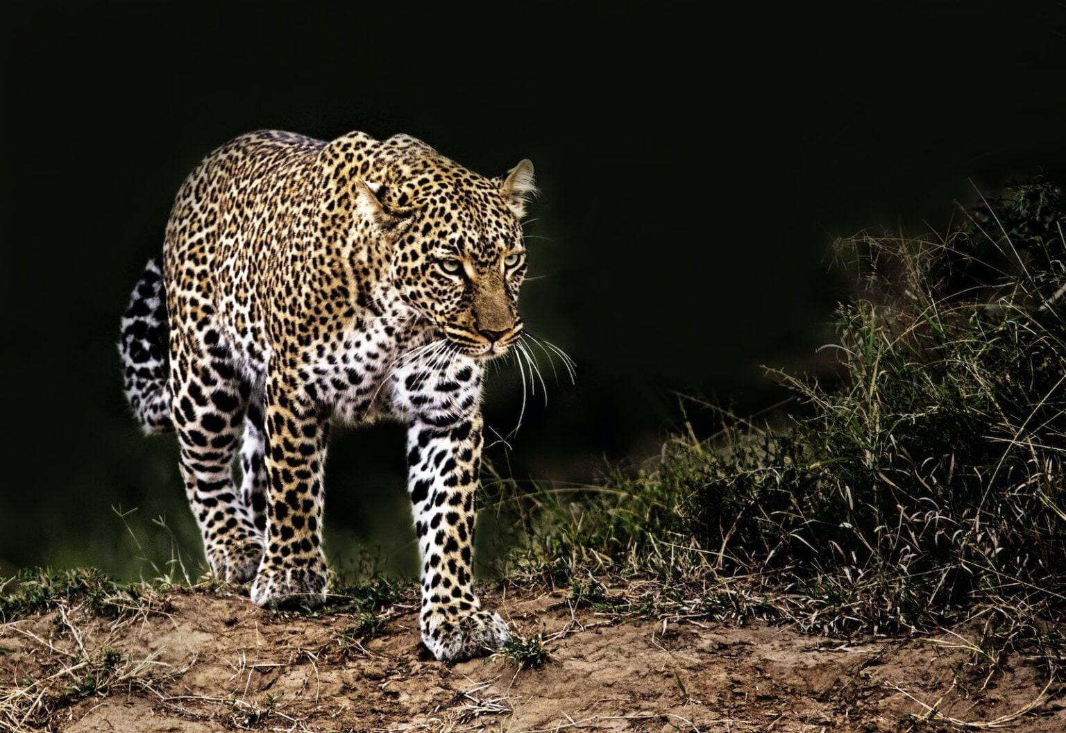 LEOPARDO AFRICANO » Características, Hábitat, Que come, Reproducción ...