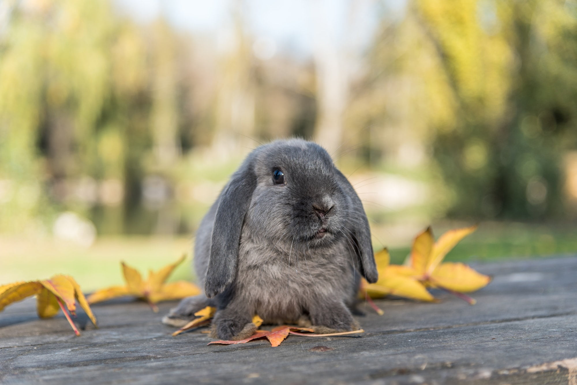 CONEJOS » Características, Hábitat, Alimento, Cuidados, Domesticación ...
