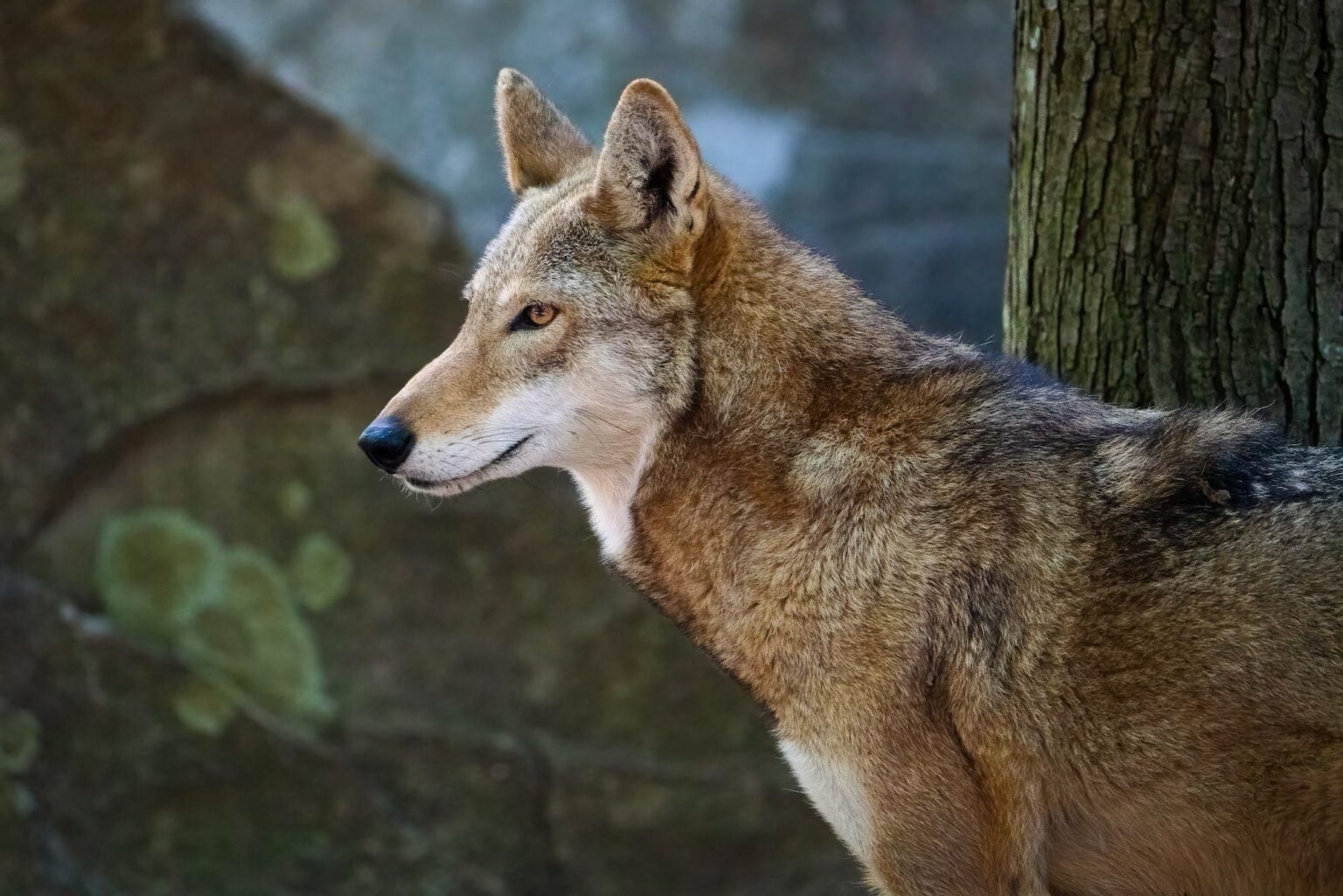 LOBO ROJO » Características, Hábitat, Alimentos, Reproducción, Tipos De ...