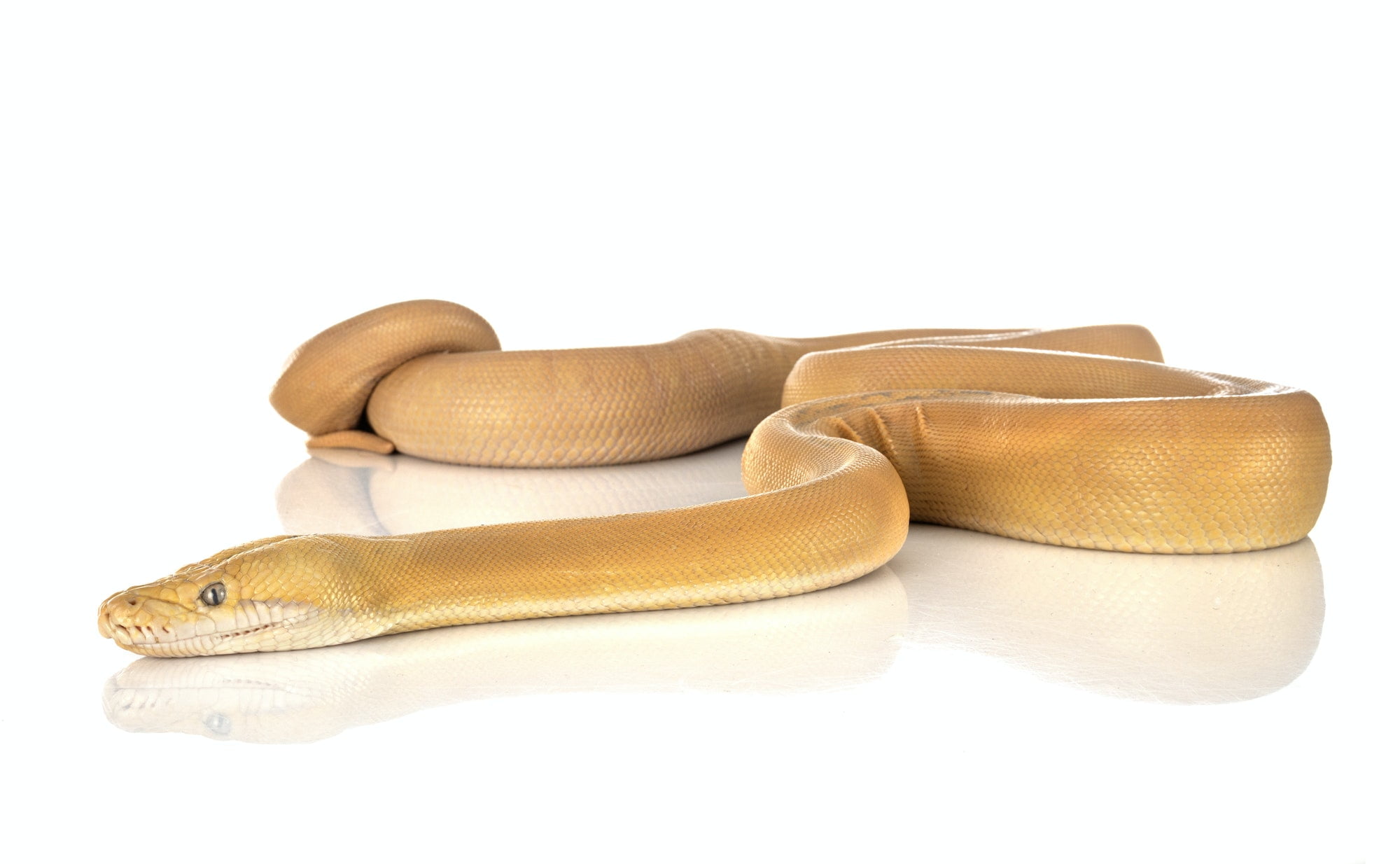 SERPIENTES MÁS GRANDES DEL MUNDO » Tamaño y Peso - Cumbre Pueblos