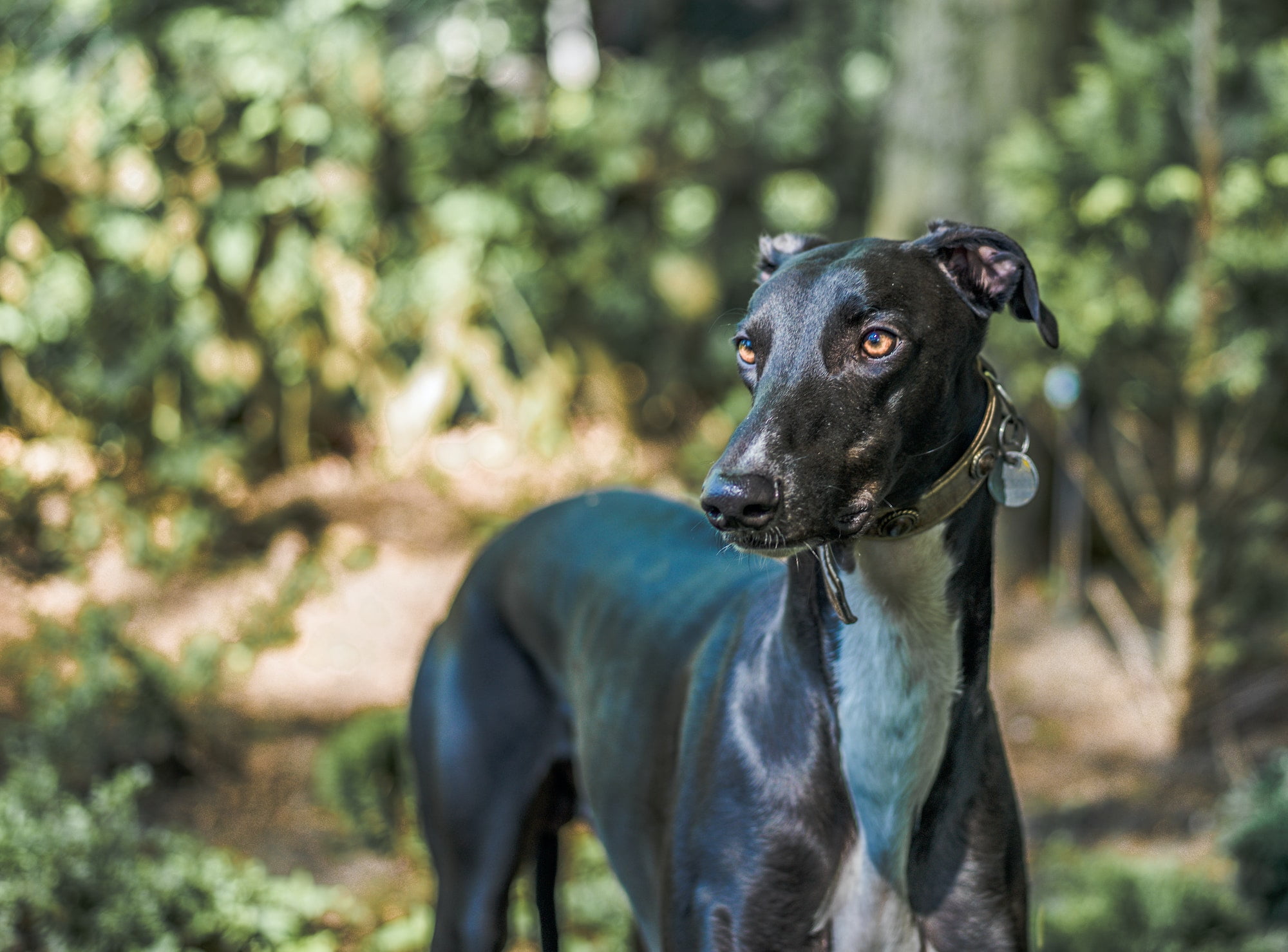 GALGO» Características, Temperamento, Salud - Cumbre Pueblos