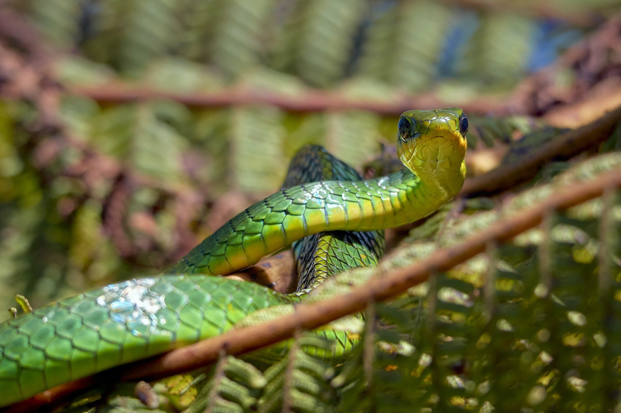SERPIENTE » Características, Alimentación, Reproducción, Especies ...