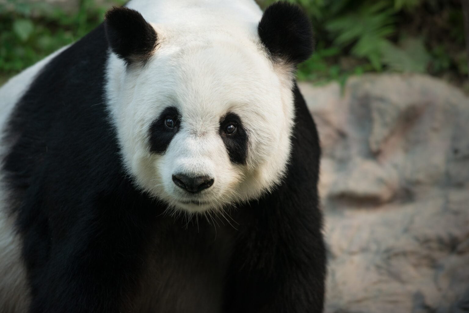 OSO PANDA » Características, hábitat, reproducción y comida - Cumbre ...