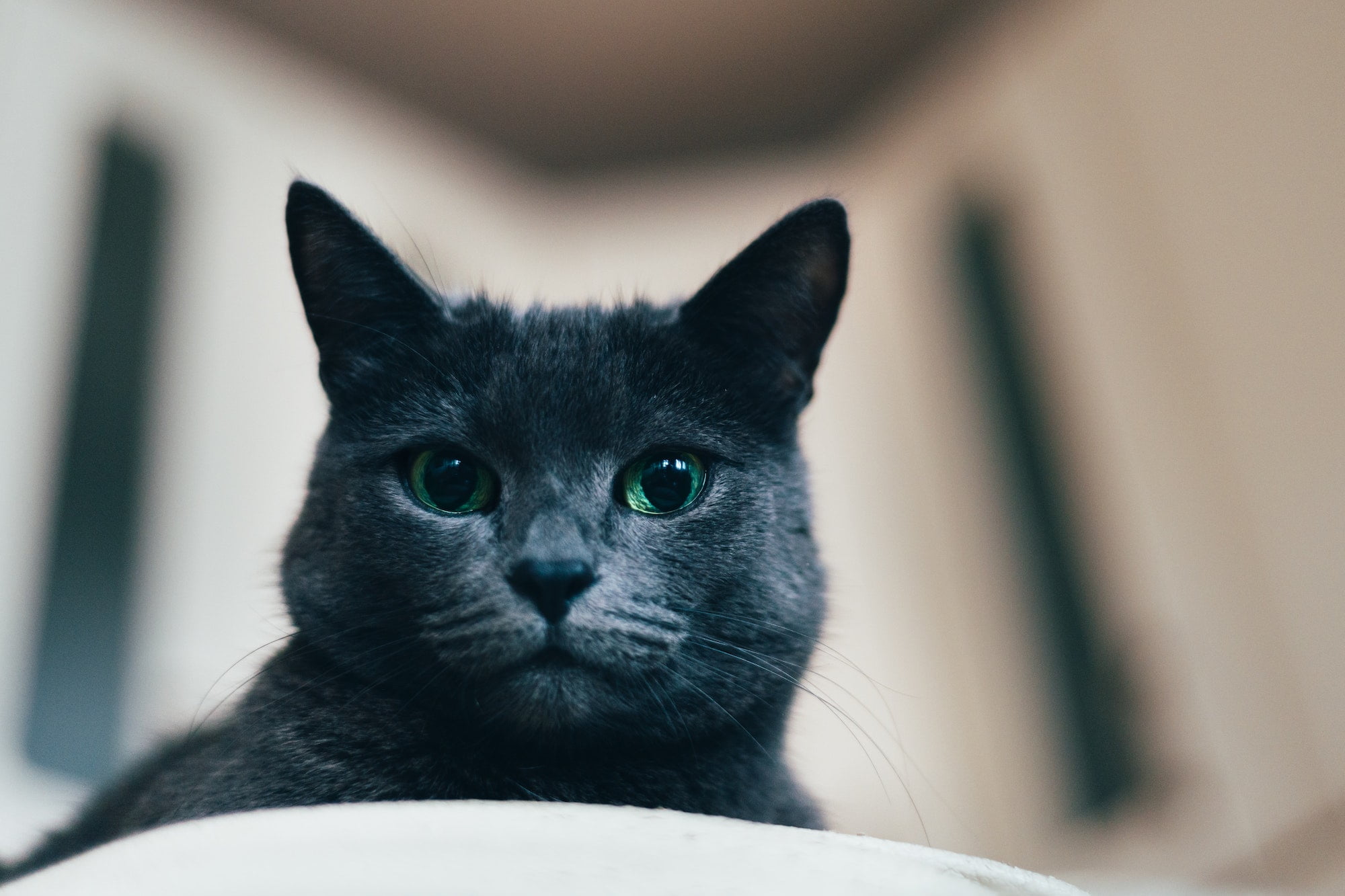 GATO AZUL RUSO » Características, alimentación, razas y reproducción ...