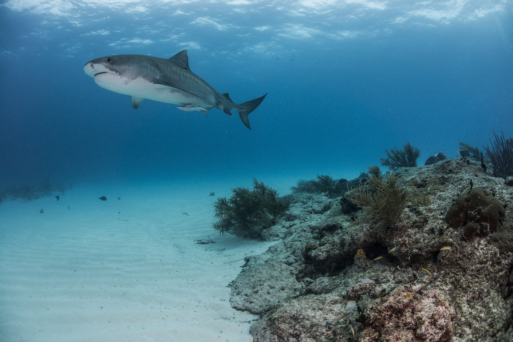 TIBURÓN TIGRE » Características, Alimentación, Reproducción - Cumbre ...